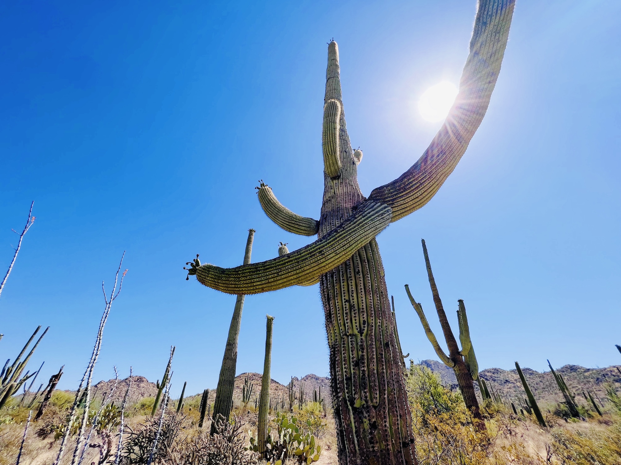 saguaro national park – National Parks Family